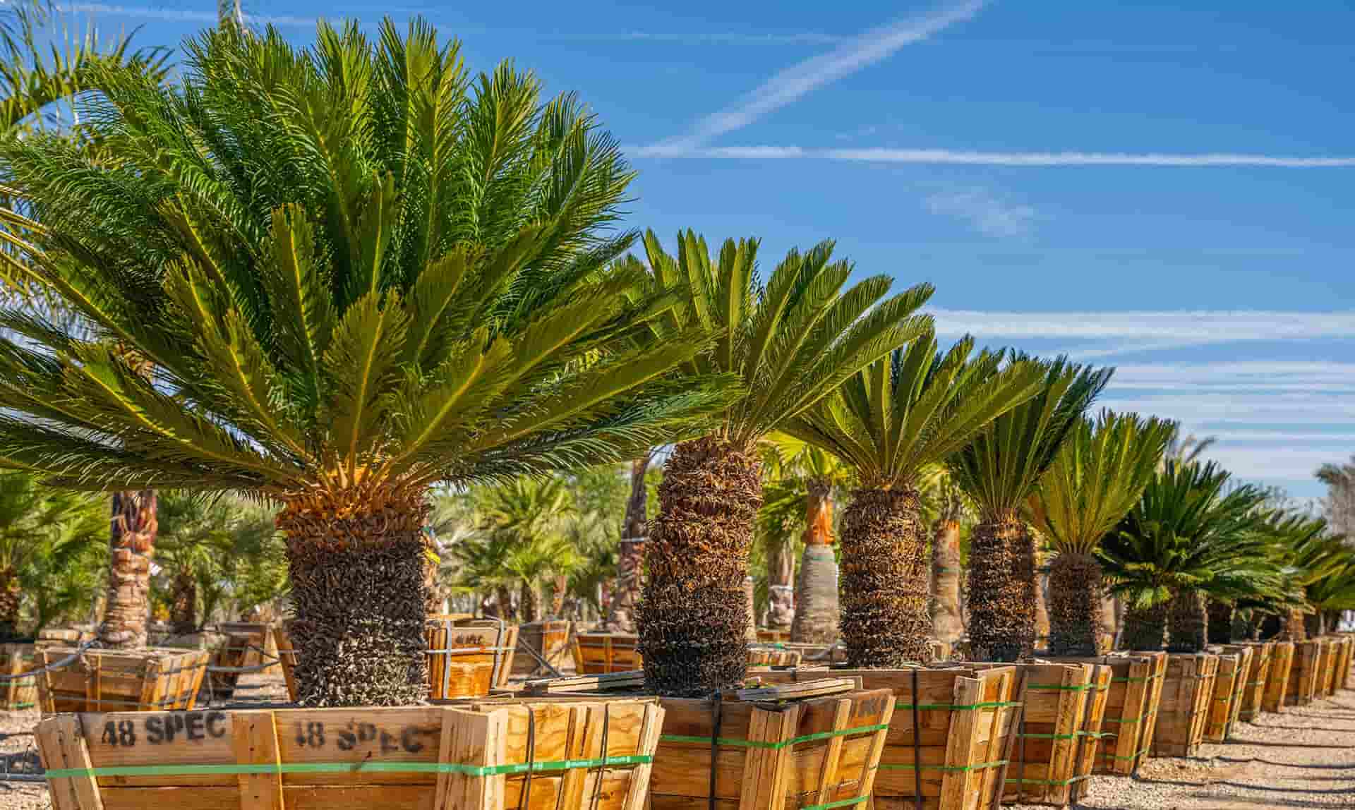 Palm Trees That Look Like Pineapples - Detailed Guide!